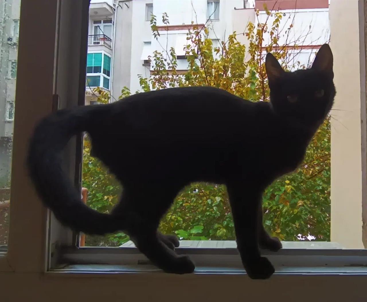 ekşi sözlük - kutsal bilgi kaynağı