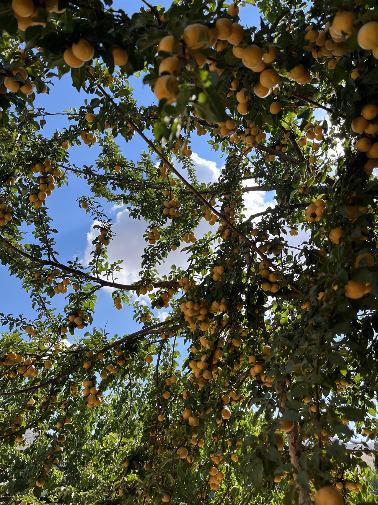 ekşi sözlük - kutsal bilgi kaynağı