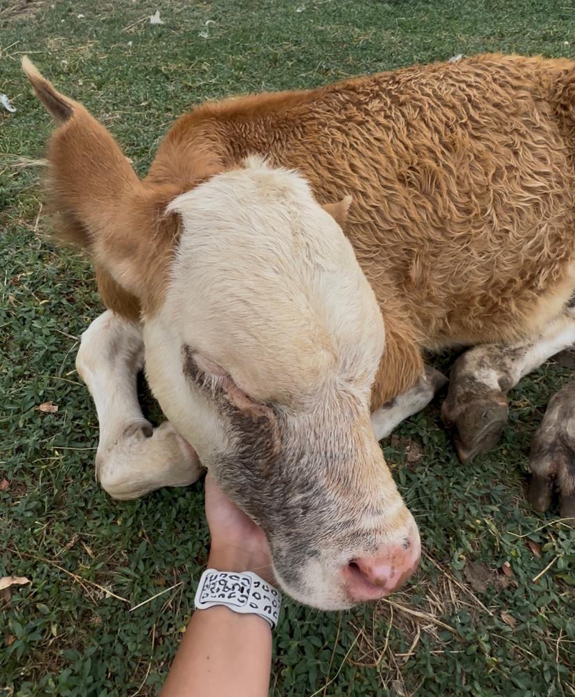 ekşi sözlük - kutsal bilgi kaynağı